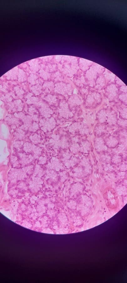 Small Intestine Histology Microscope Stock Image - Image of histology ...