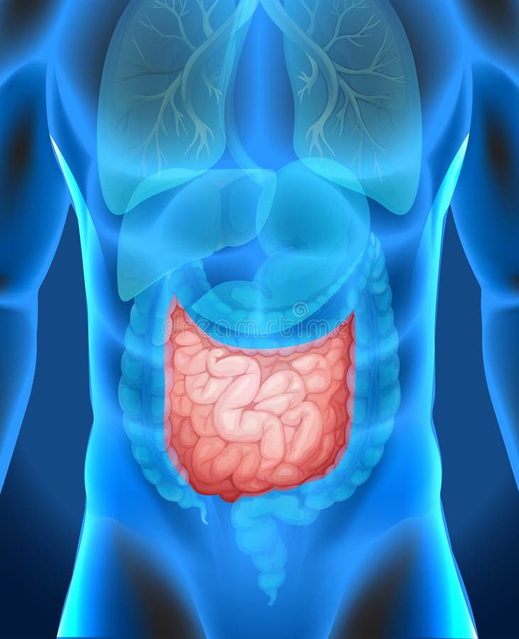 Small Intestine in Human Body Stock Vector - Illustration of kidney ...