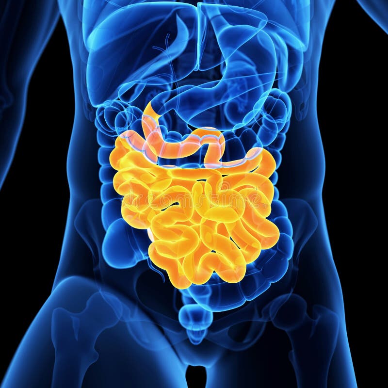 Highlighted Small Intestines Stock Illustration - Illustration of ...