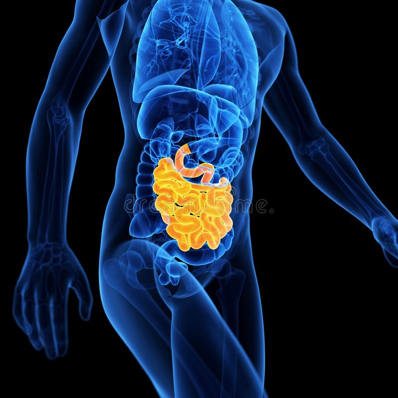 The small intestine stock illustration. Illustration of intestine ...