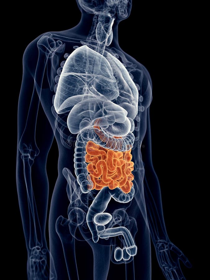 The small intestine stock illustration. Illustration of digestive ...