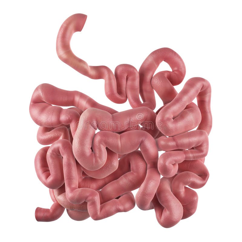 Large intestine stock illustration. Illustration of duodenum - 28209945
