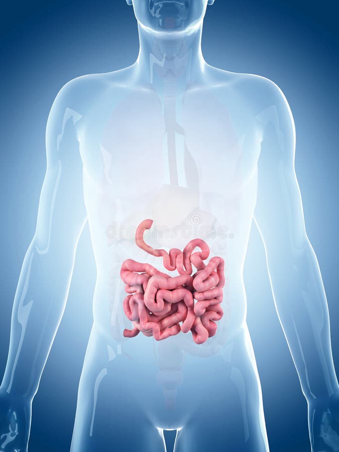 The small intestine stock illustration. Illustration of belly - 59787317
