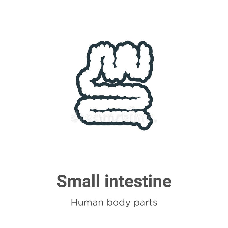 Intestine Outline Stock Illustrations – 2,932 Intestine Outline Stock ...
