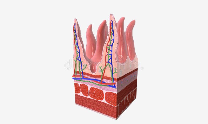 The Small Intestine Tissue Detail Stock Illustration - Illustration of ...