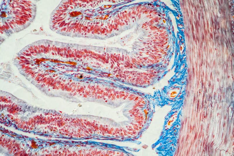 Small intestine tissue stock image. Image of tissue - 196731353