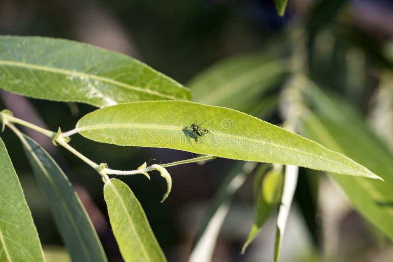 Small Irridescent Black Fly with Stripes Sits on a Long Green Leaf ...