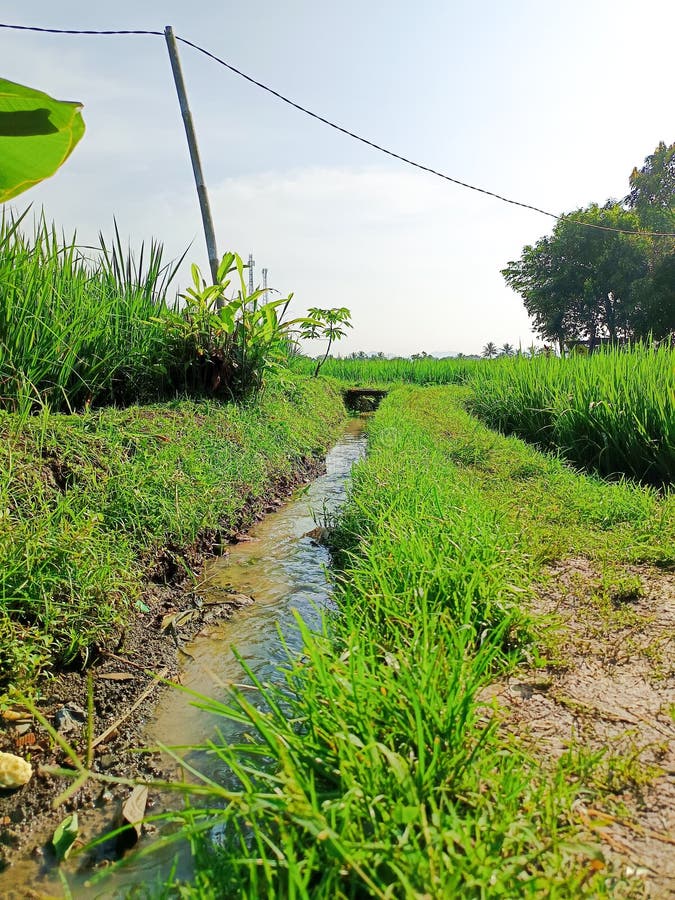 A Small Irrigation Channel that Flows through the Expanse of Green Rice ...