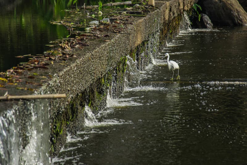 Small Irrigation Dam with Water Flowing Stock Image - Image of energy ...