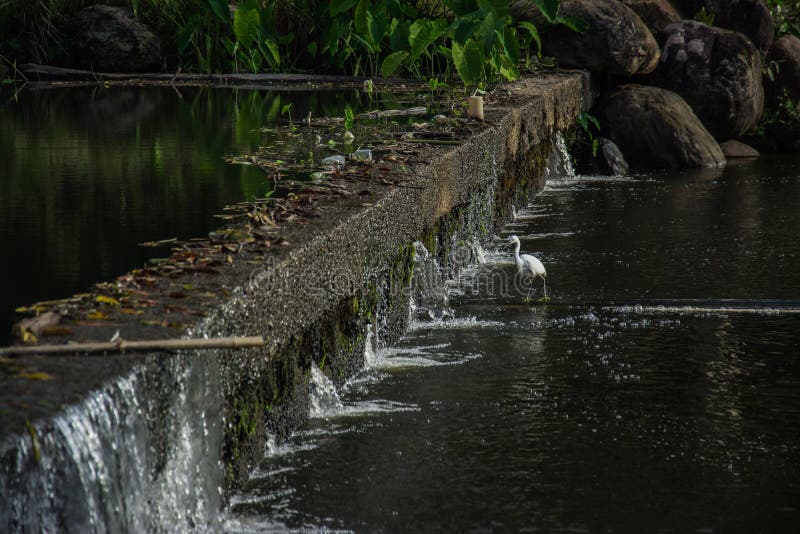 Small Irrigation Dam with Water Flowing Stock Image - Image of small ...