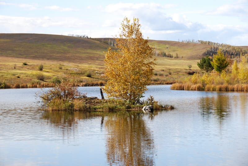 Tree in the river stock image. Image of autumn, landscape - 101826715