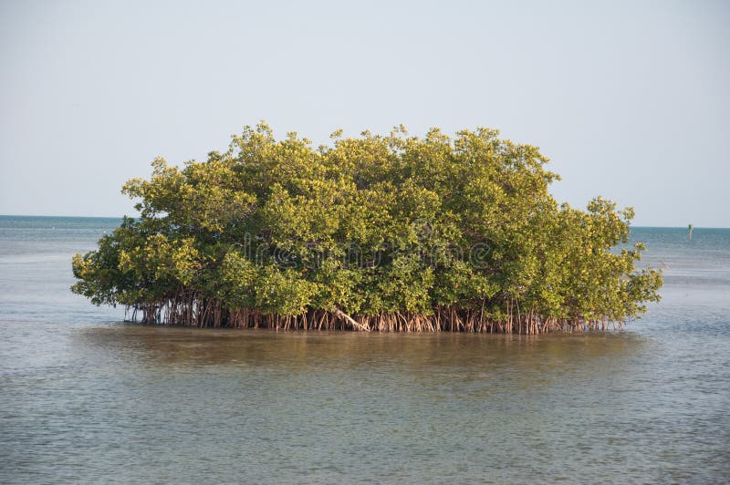 Small island of trees stock photo. Image of clump, flora - 9431394