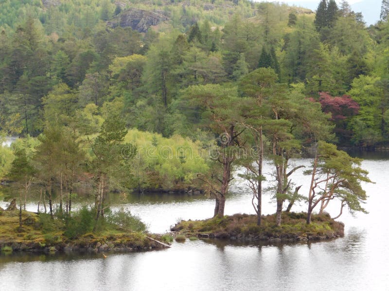 Small Islands with Trees in a Lake in the Lake District Stock Photo ...