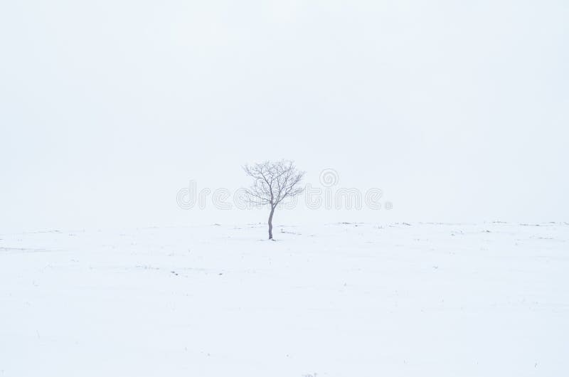 A Small Isolated Oak Tree in a Snowy Landscape in Winter, Background ...