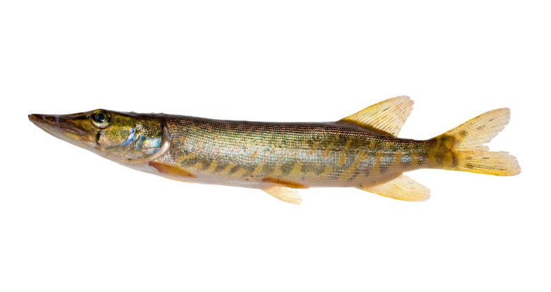 Small isolated pike stock image. Image of fish, ingredient - 15547717
