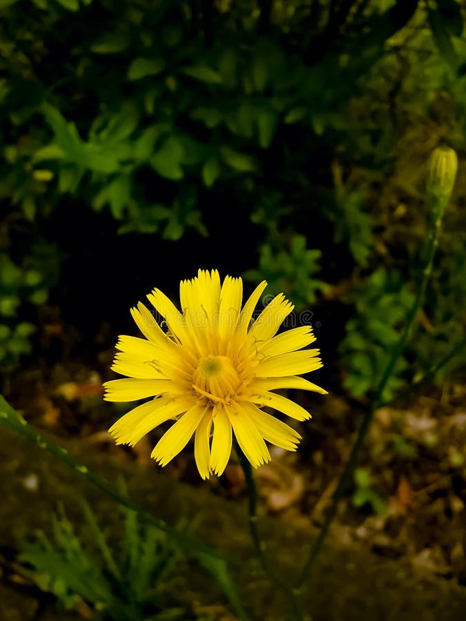 Small Isolated and Wild Yellow Daisy in the Garden Photographed in ...