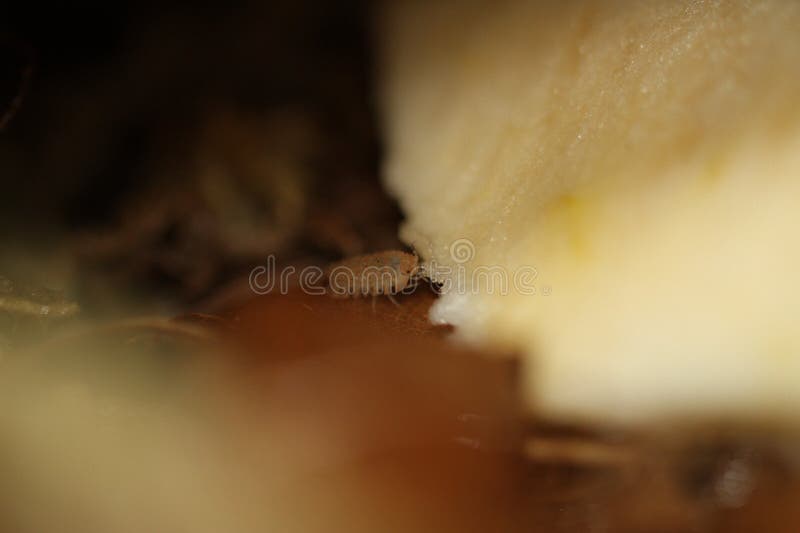 Isopods Woodlouse Pill Bugs Cristarmadillidium Muricatum Stock Image ...
