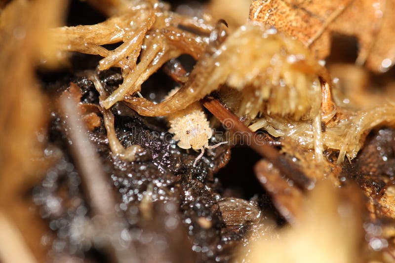 Isopods Woodlouse Pill Bugs Cristarmadillidium Muricatum Stock Image ...