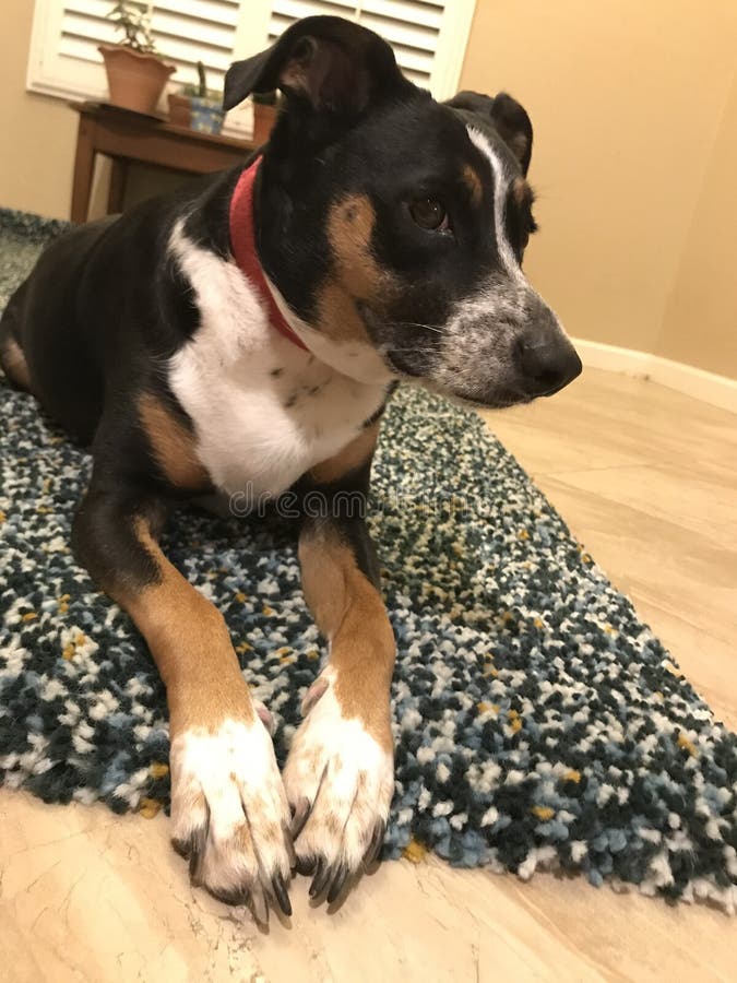 Boxer Italian Greyhound Mix