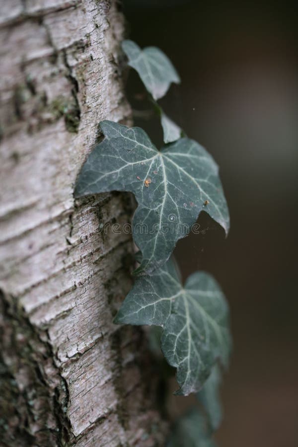 Small Ivy Leaves Emerging from the Bark of a Tree Stock Photo - Image ...