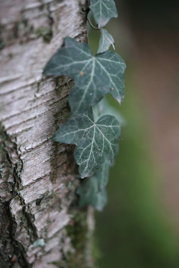 Small Ivy Leaves Emerging from the Bark of a Tree Stock Photo - Image ...