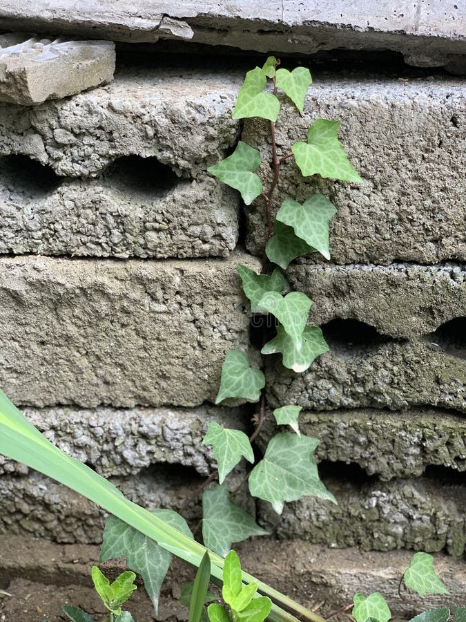 Small ivy on the bricks stock photo. Image of flora - 189097598