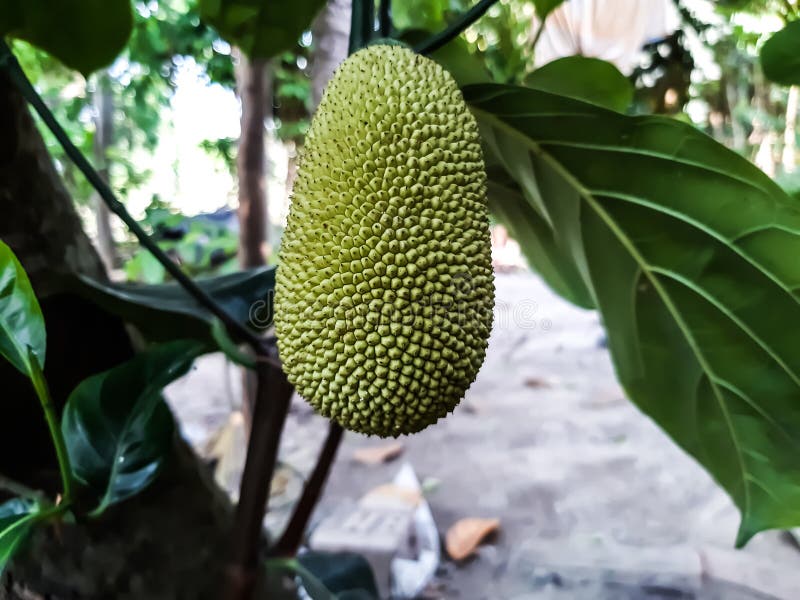 Small Jack Fruit Hang on the Green Tree and White Background Stock ...