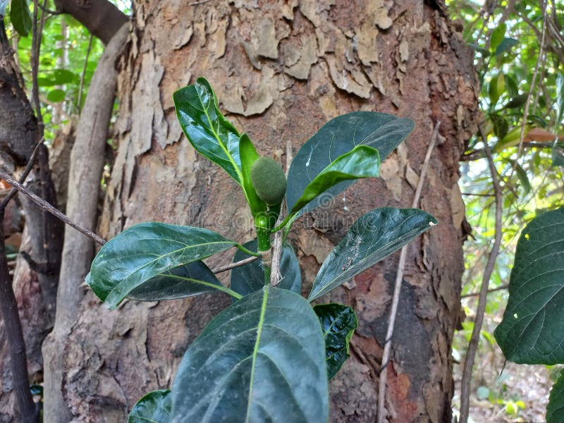 303 Kathal Tree Stock Photos - Free & Royalty-Free Stock Photos from ...