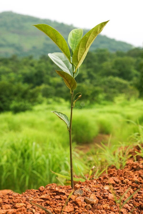 Small Jack Fruit Plant on Green Grass Background Stock Photo - Image of ...