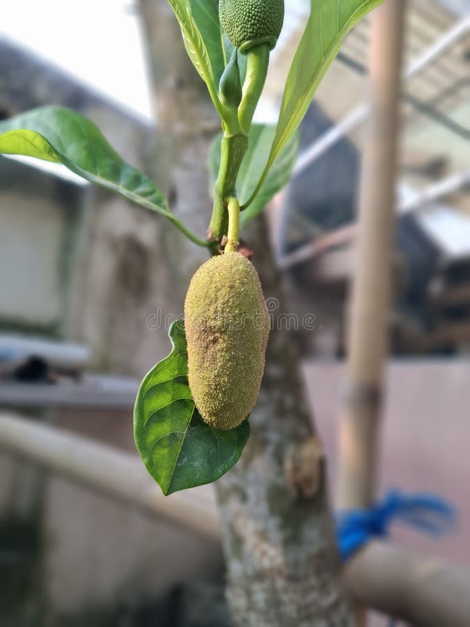 Small Jackfruit that Begins To Grow on a Strong Stem Stock Image ...