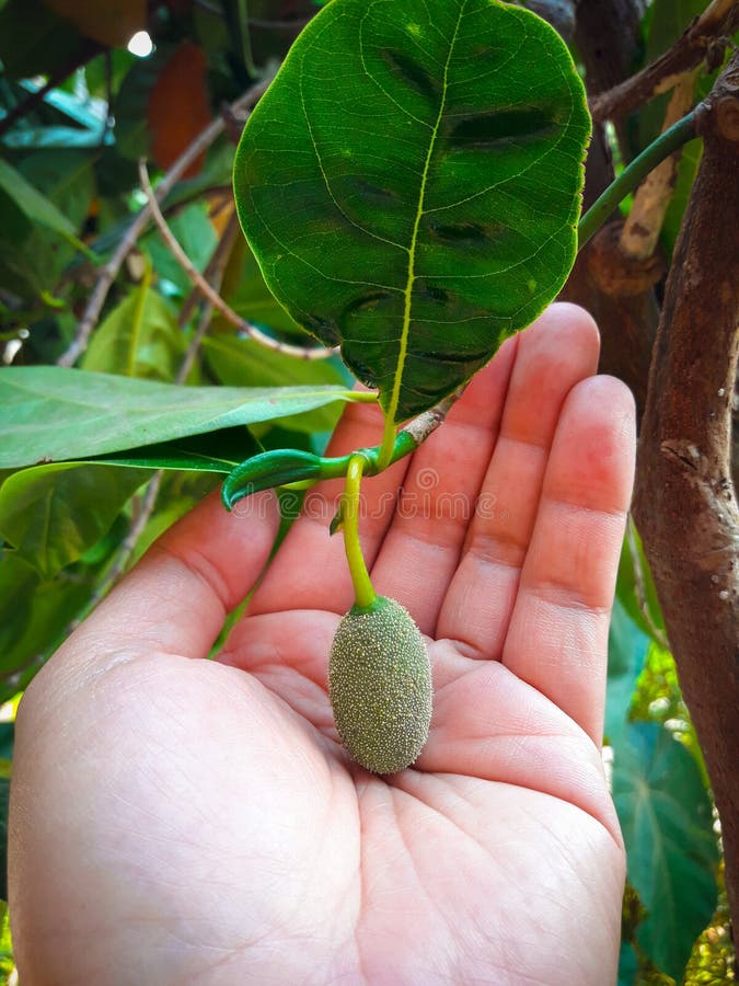 Small Jackfruit in hand. stock photo. Image of hand, life - 90219626