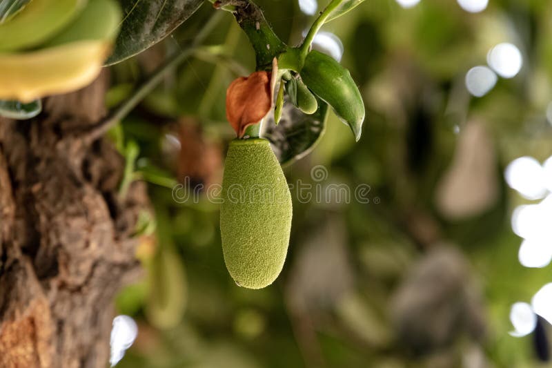 Small Jackfruit Hanging from Tree Against Green Leaves with Selective ...