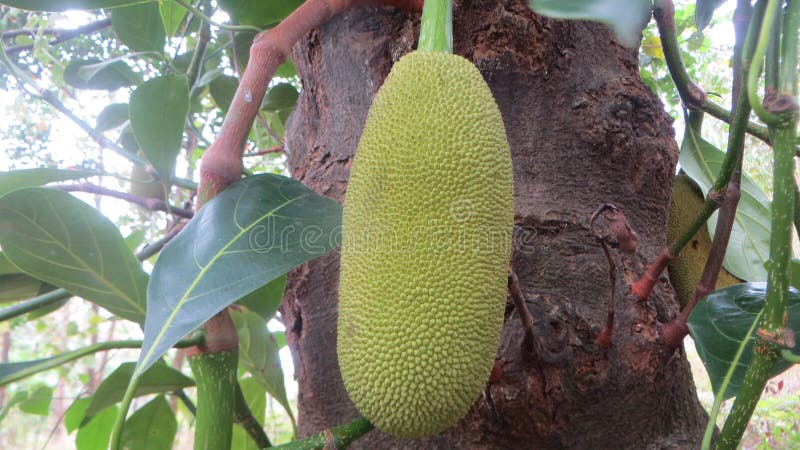 717 Small Jackfruit Tree Stock Photos - Free & Royalty-Free Stock ...
