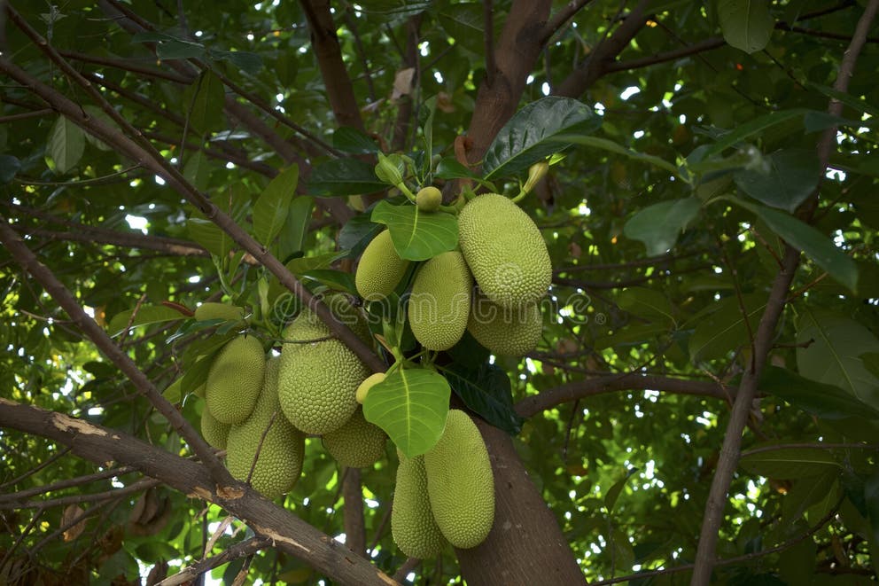 Small Jackfruits, Cempedak or Chempedak, Artocarpus Integer on the ...