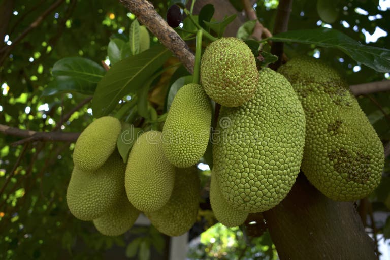 Small Jackfruits, Cempedak or Chempedak, Artocarpus Integer on the ...