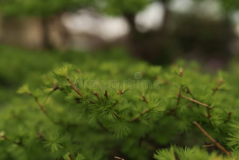 Small Japanese Larch Tree Close Up Stock Image - Image of background ...