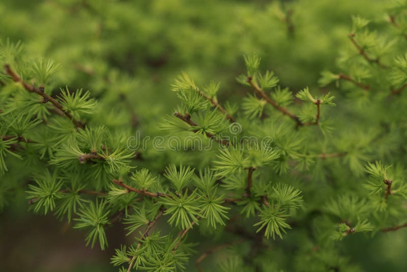Small Japanese Larch Tree Close Up Stock Photo - Image of growth ...