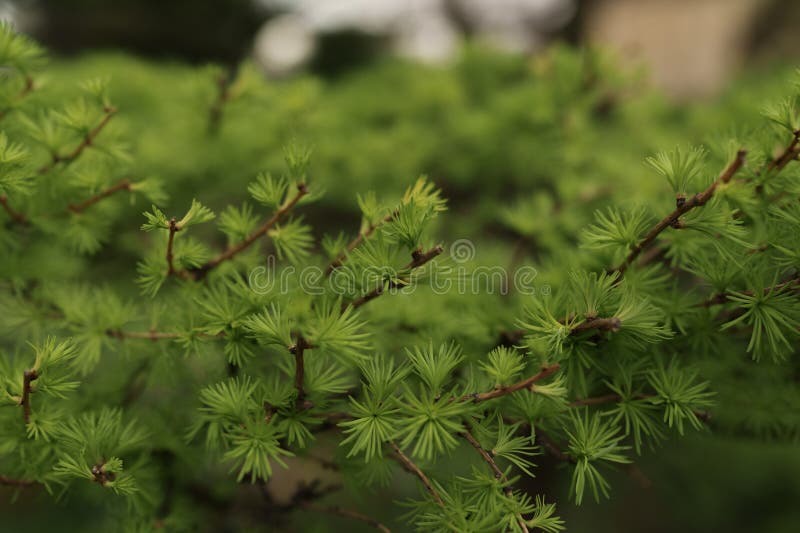 Small Japanese Larch Tree Close Up Stock Photo - Image of japanese ...