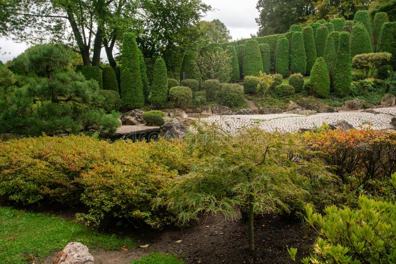 Small Japanese Maple Dissectum and Topiary Thuja Trees and Stock Photo ...