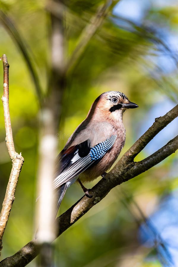 Small Jay Bird Perched Atop a Tree Branch, Surrounded by Lush Green ...