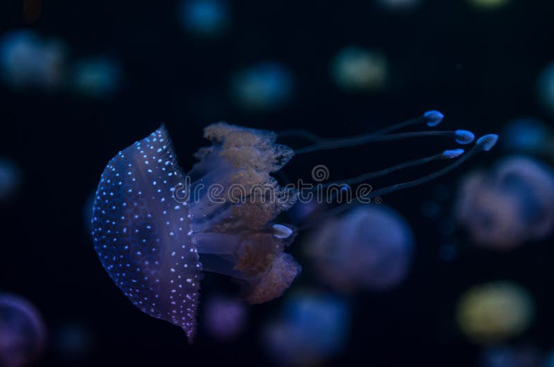 Small Jelly Fish stock image. Image of jellyfish, jelly - 138326299