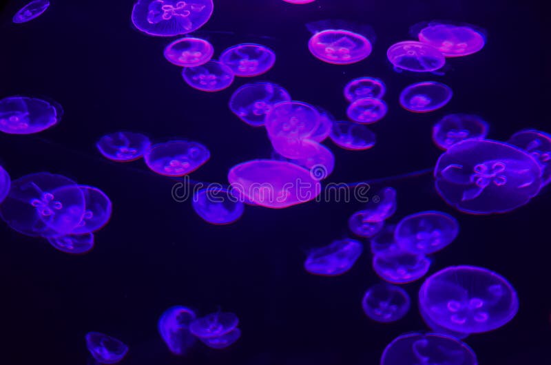 Small Jelly Fish stock photo. Image of illuminated, nature - 237636716