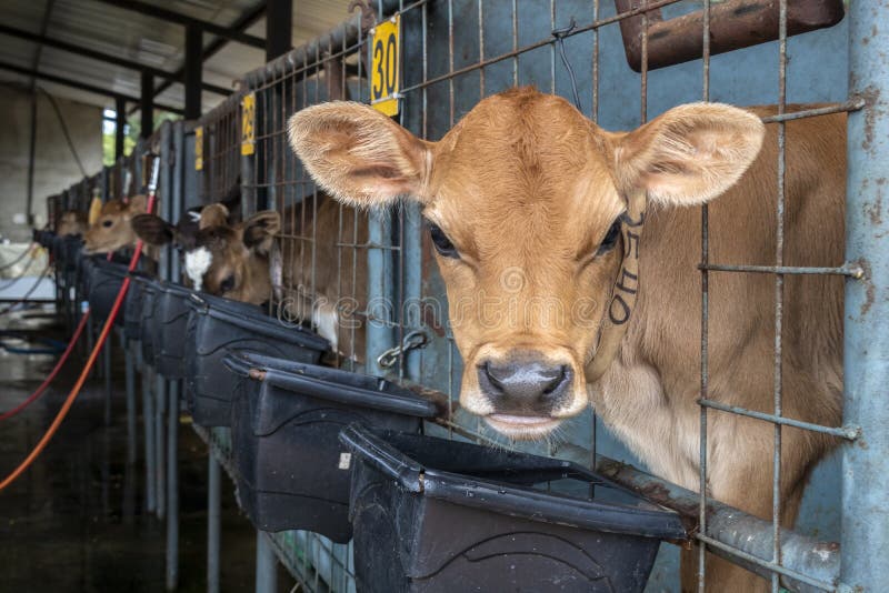 Small Jersey Dairy Heifer on a Dairy Farm Stock Photo - Image of cattle ...