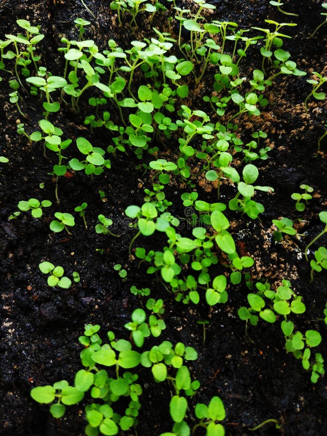 Small Juicy Green Grass on the Ground with Two Leaves Stock Photo ...