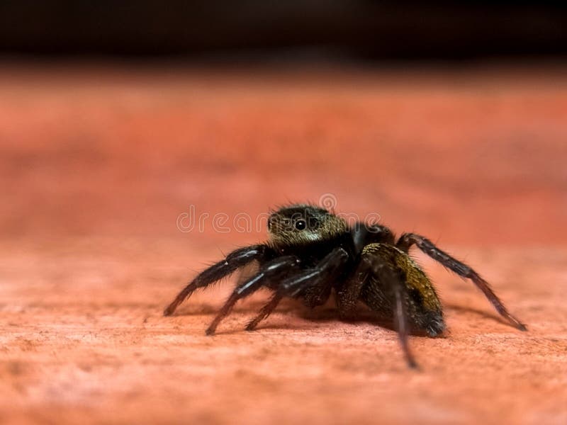 A Small Jumping Spider is Captured on a Reddish-brown Surface Stock ...