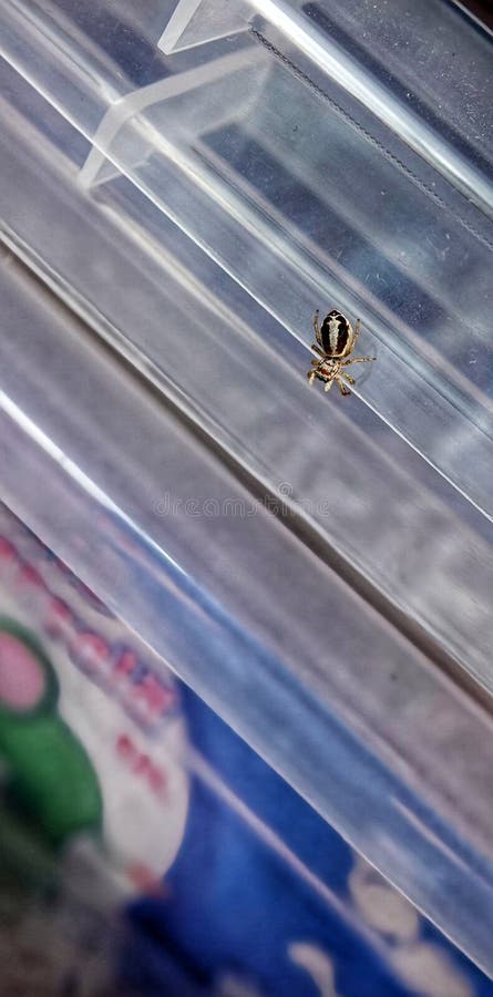 Small Jumping Spider stock photo. Image of fauna, invertebrate - 218800820