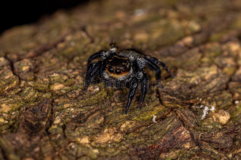 Small jumping spider stock photo. Image of natural, brown - 250655056