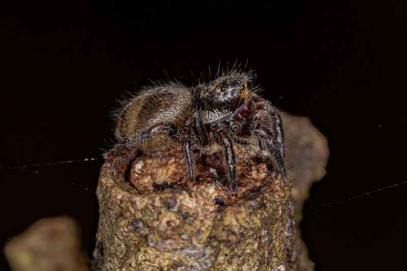 Small jumping spider stock photo. Image of corythalia - 238163690