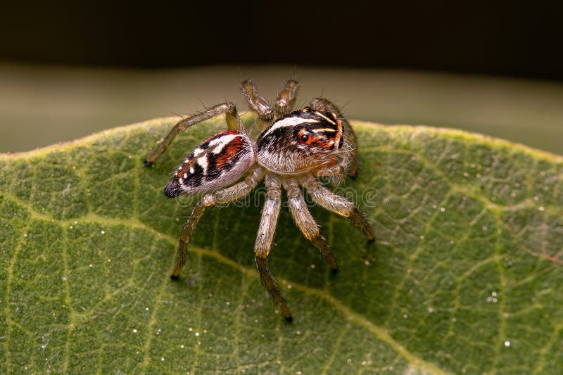 Small Jumping Spider stock image. Image of dendryphantini - 258934675