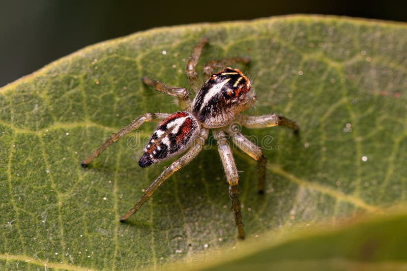 Small Jumping Spider stock image. Image of dendryphantini - 258934675